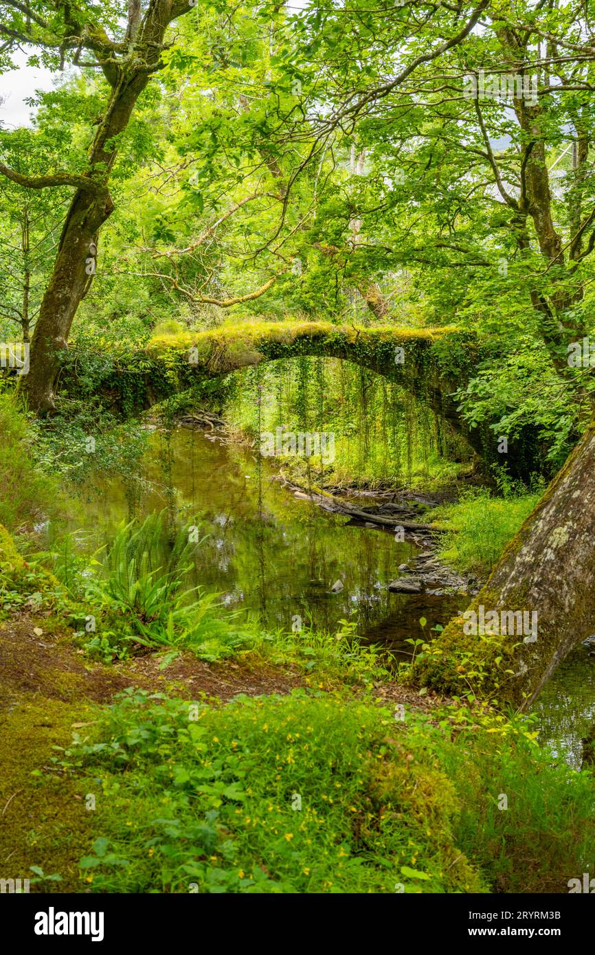 Snowdonia ancient woodland hi-res stock photography and images - Alamy