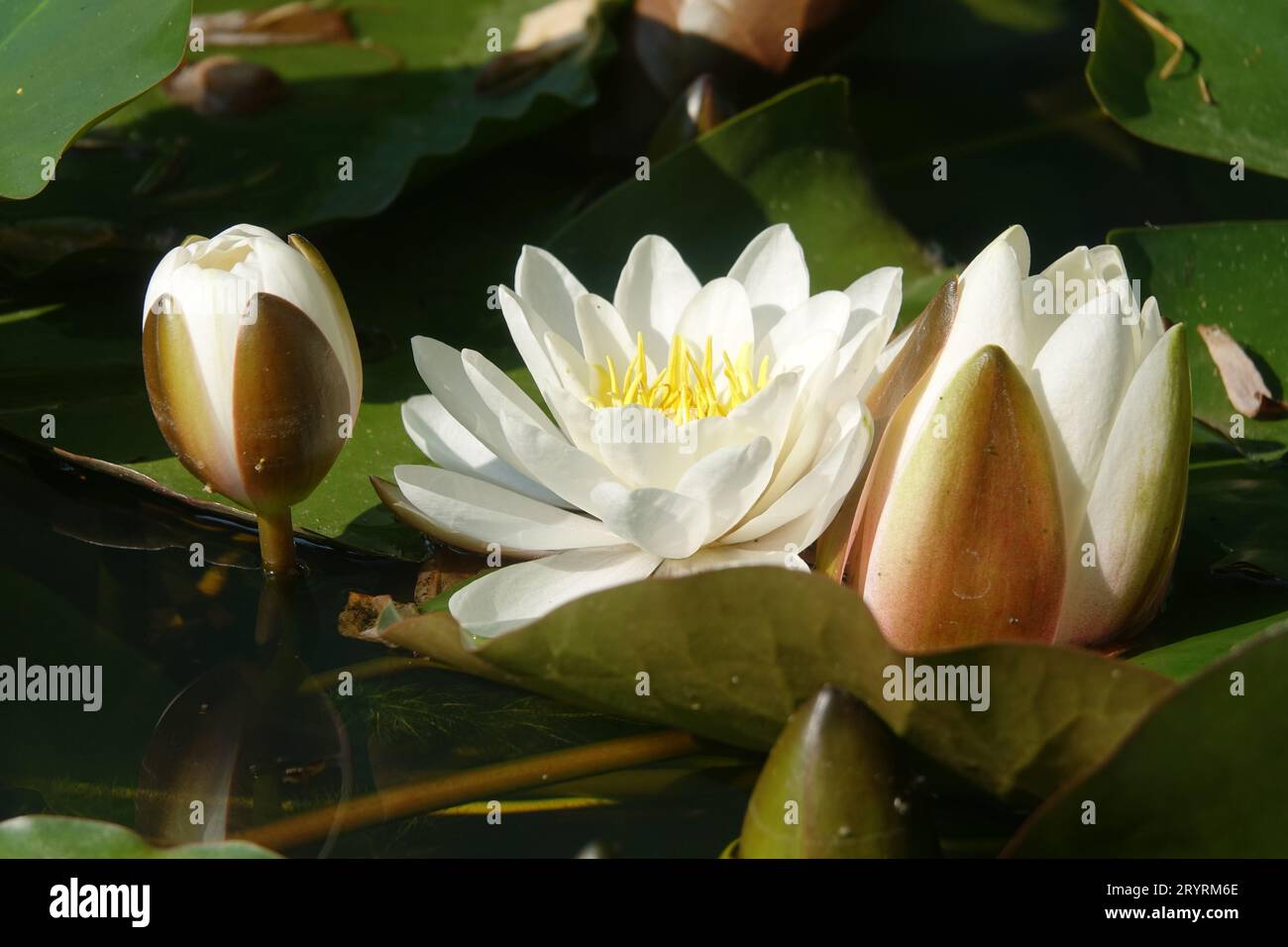 Plants nymphaea hi-res stock photography and images - Alamy