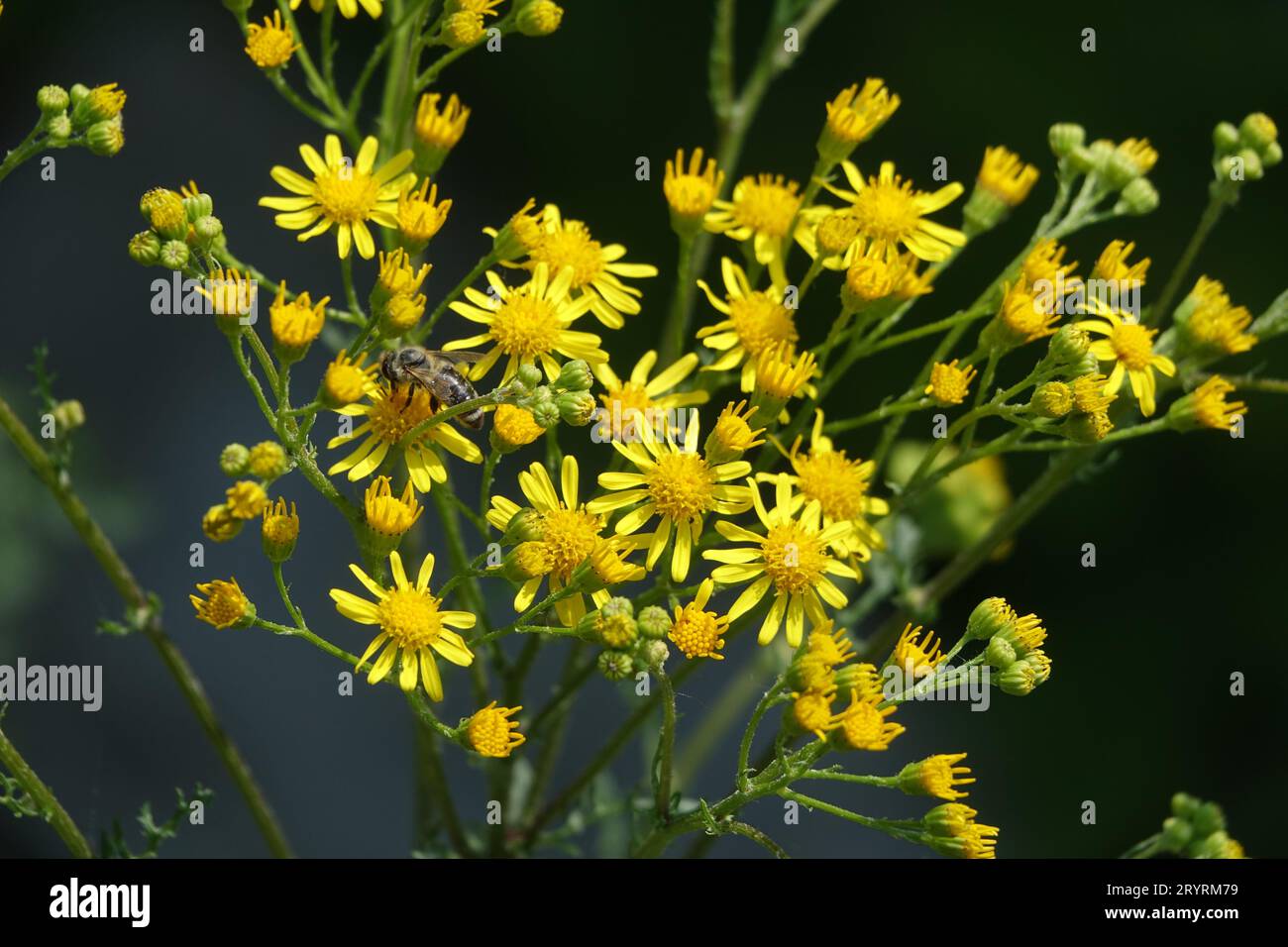 Senecio jacobaea, common ragwort Stock Photo - Alamy