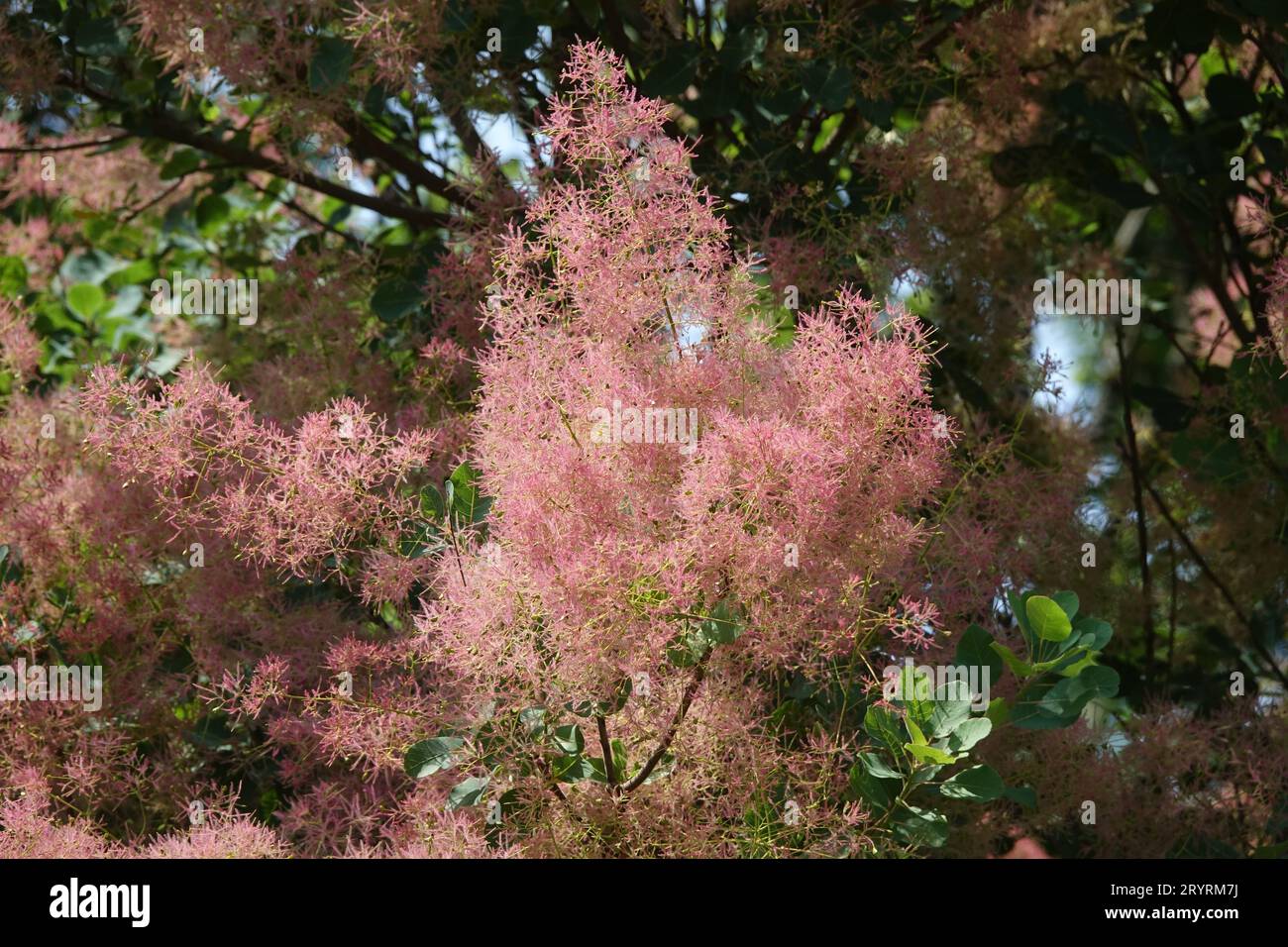 Cotinus coggygria, smoketree Stock Photo - Alamy
