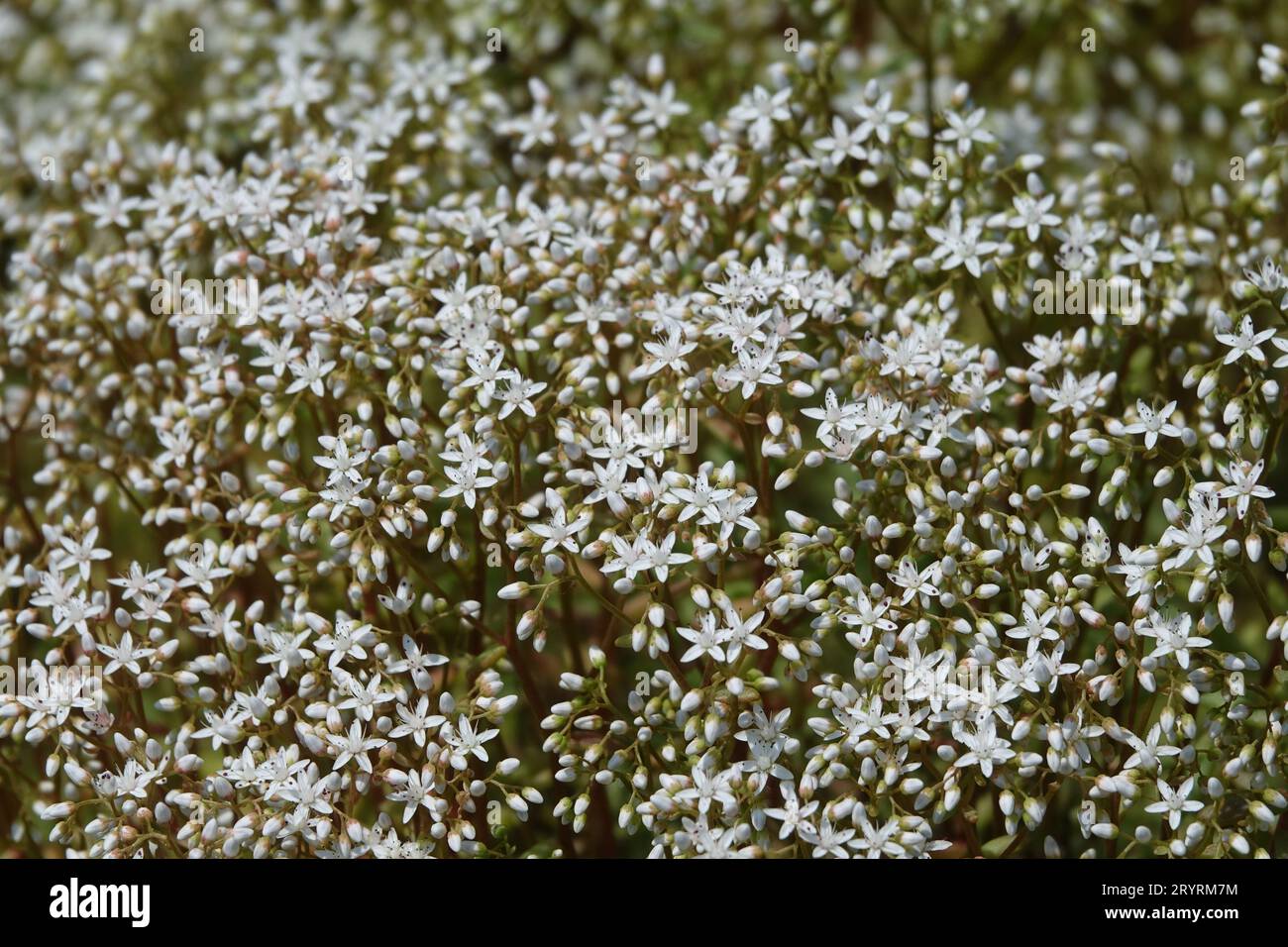 Sedum album, white stonecrop Stock Photo - Alamy