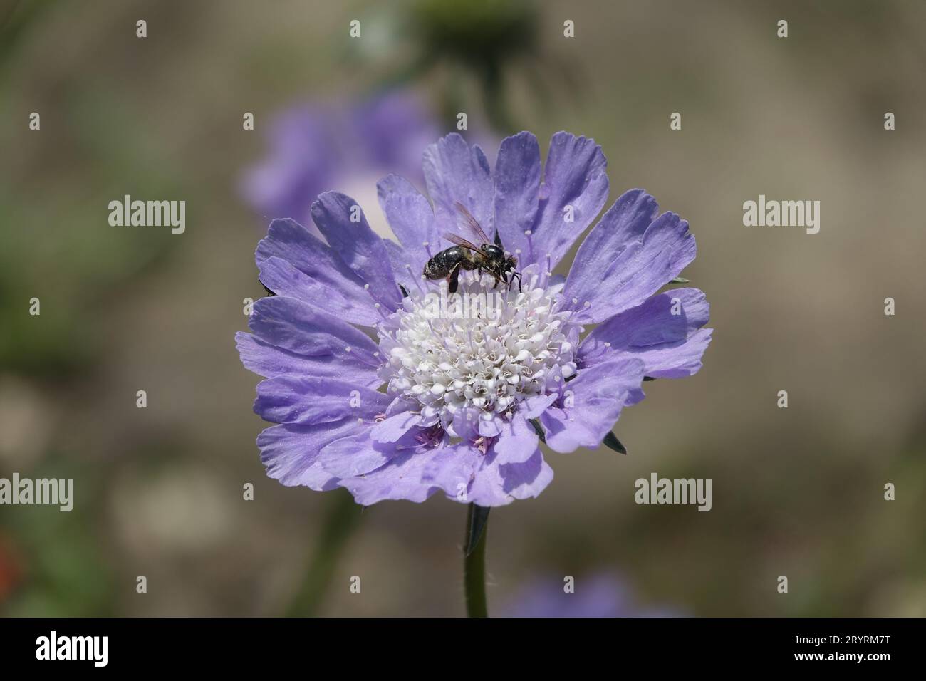 Caucasian bees hi-res stock photography and images - Alamy