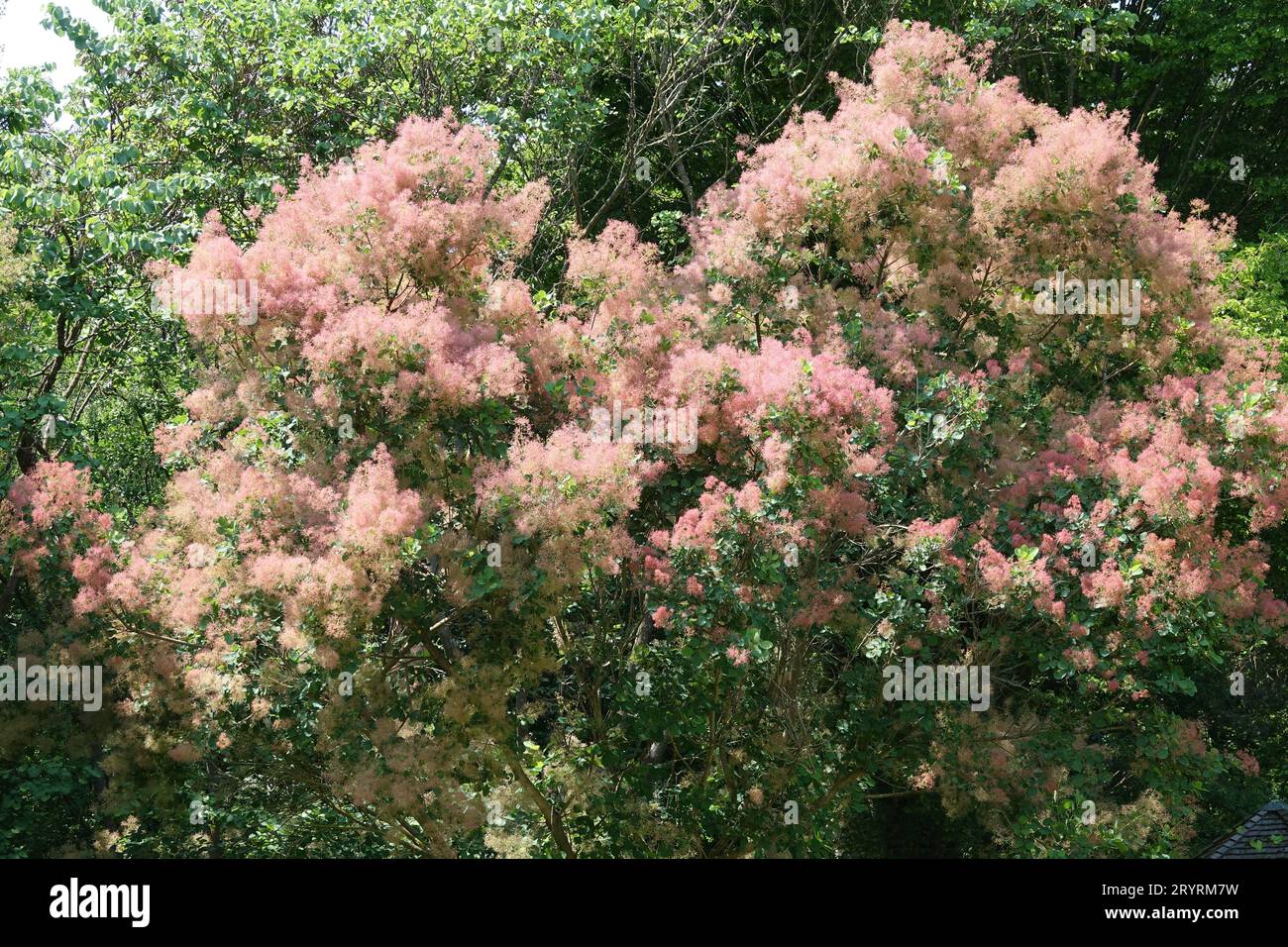 Cotinus coggygria flower hi-res stock photography and images - Alamy