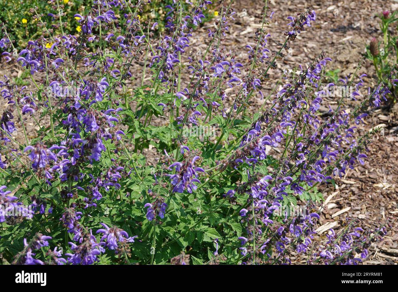 Chinese shrub hi-res stock photography and images - Alamy