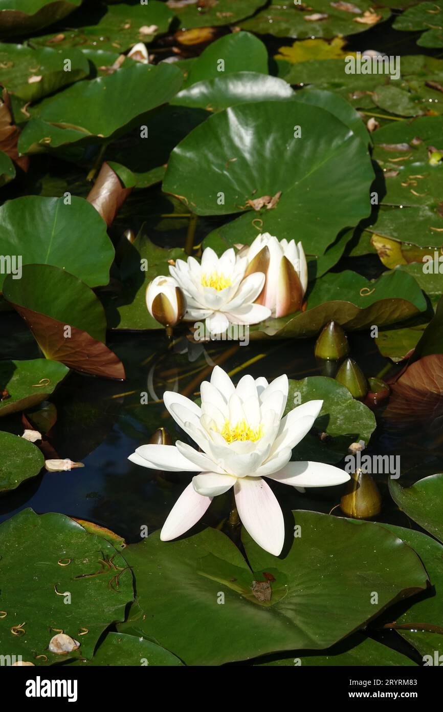 Nymphaea alba, white waterlily Stock Photo - Alamy