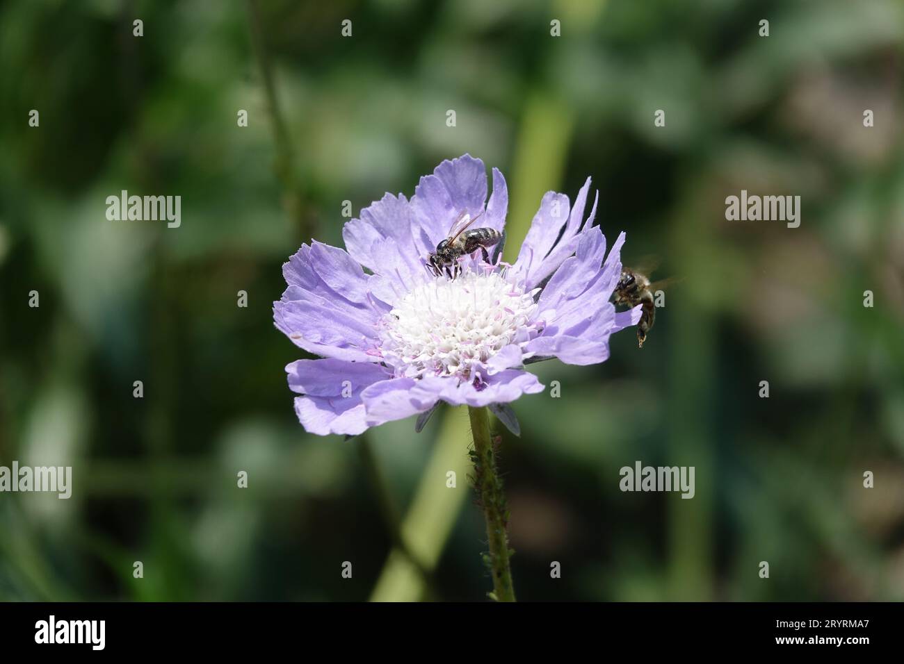 Kaukasusskabiose hi-res stock photography and images - Alamy