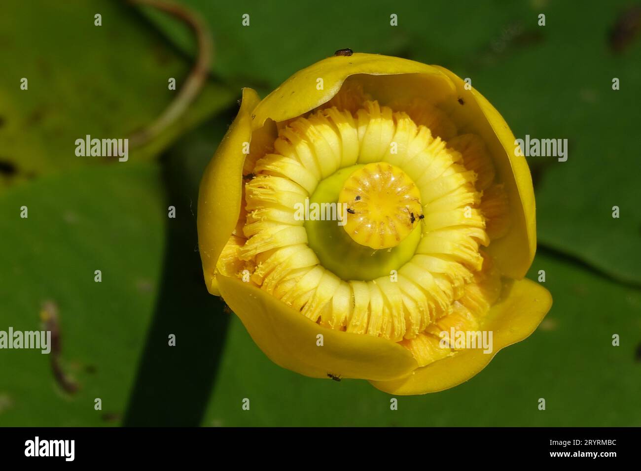 Nuphar lutea, yellow pondlily Stock Photo - Alamy