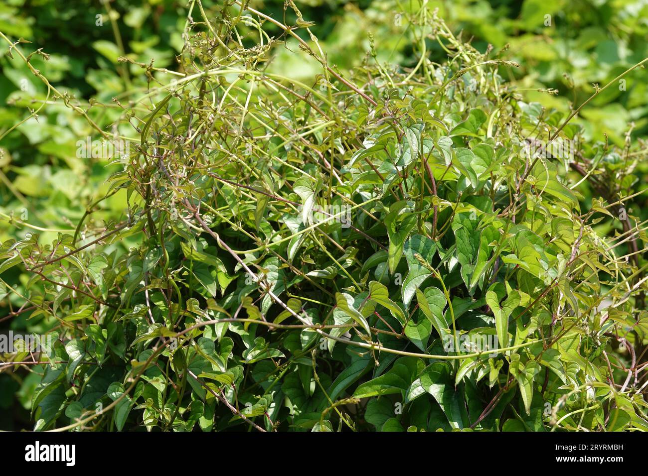Tamus communis Syn Dioscorea, black bryony Stock Photo - Alamy