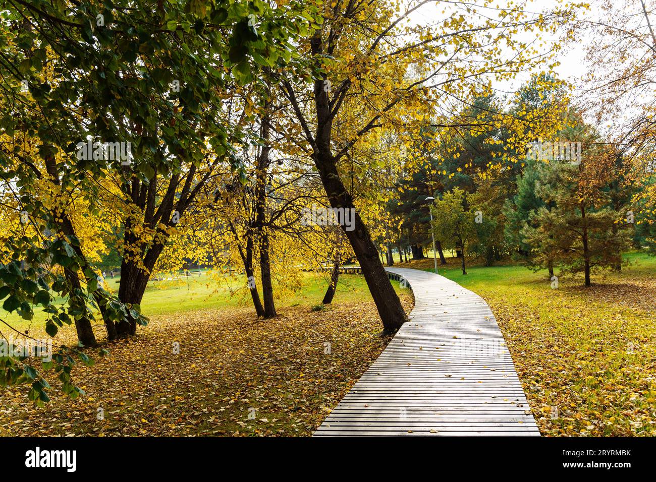 Wooden walking path in the park in autumn among fallen leaves and ...
