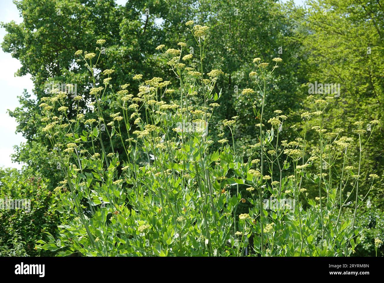 Garden lovage levisticum officinale hi-res stock photography and images ...