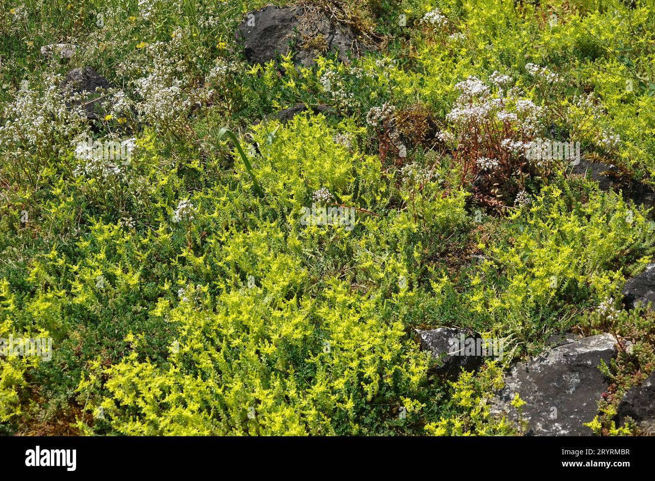Sedum sexangulare, tastless stonecrop Stock Photo - Alamy