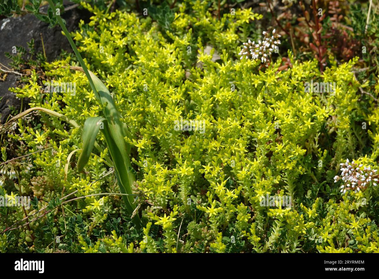 White stonecrops sedum album hi-res stock photography and images - Alamy