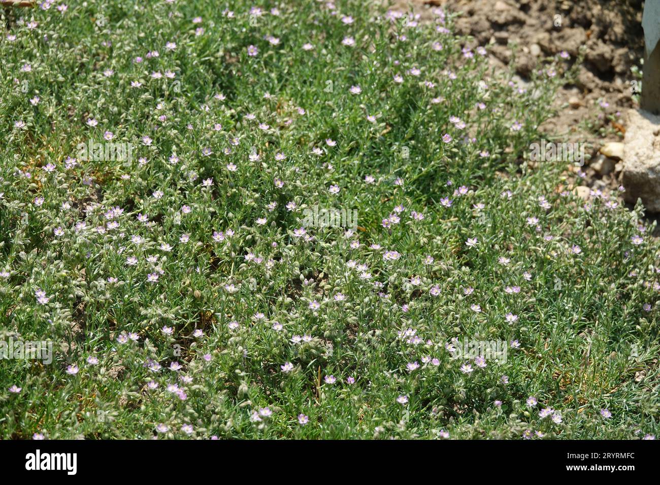 Spergularia hi-res stock photography and images - Alamy