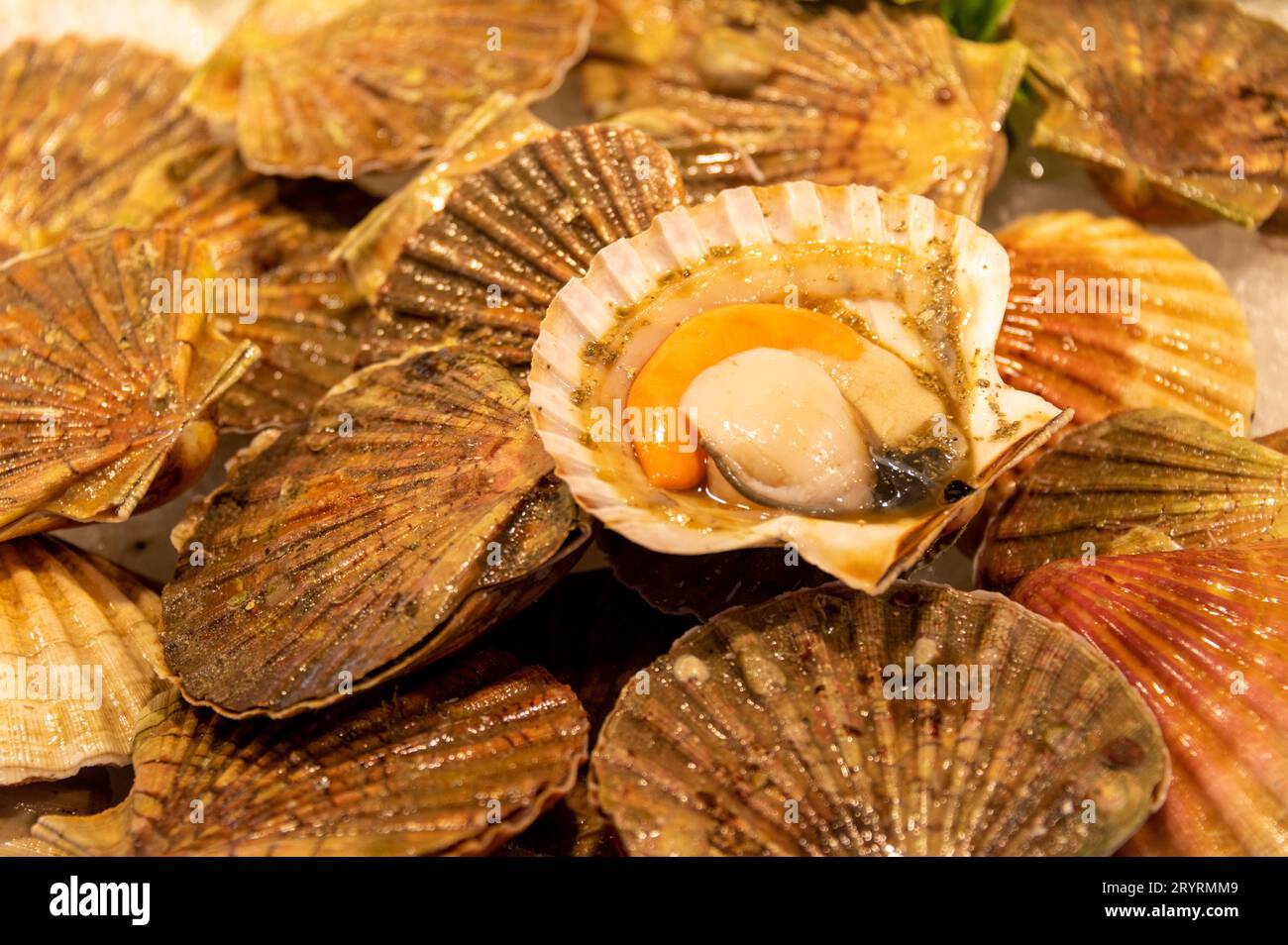 Oysters at the Neo-Gothic indoor Rialto fish market at the Peschiera ...