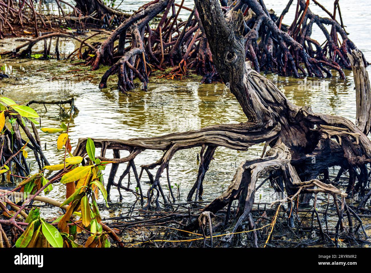 View from inside the mangrove with trees and roots in the water Stock ...
