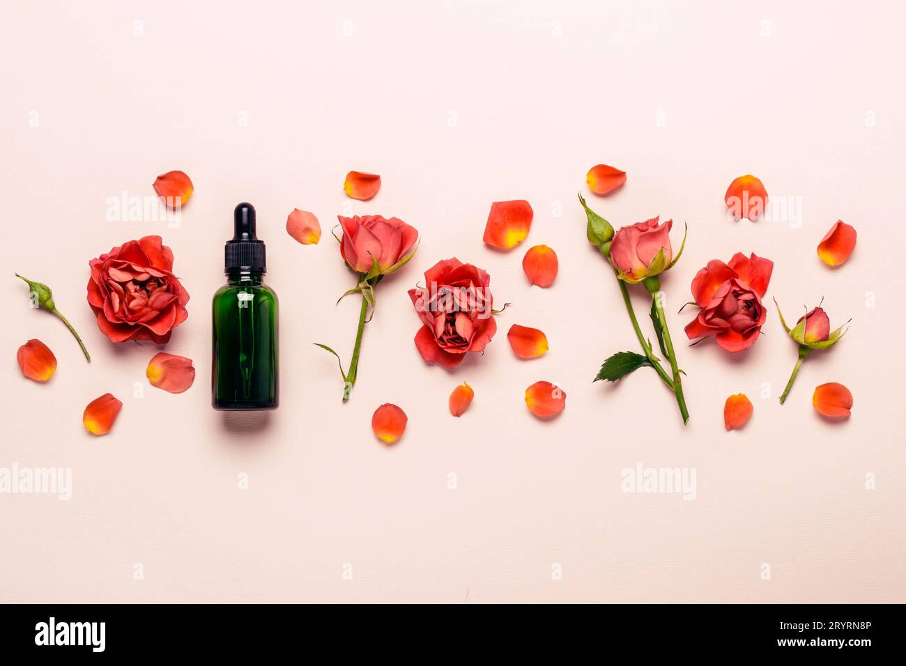 Essence rose oil and ingredients on pink background Stock Photo - Alamy