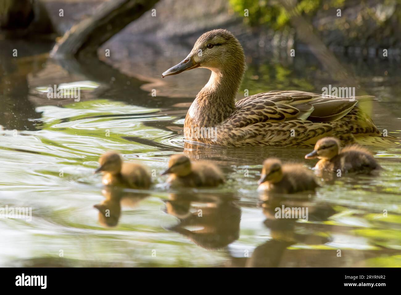 Mallard female duck whit ducklings swims on a lake Stock Photo - Alamy