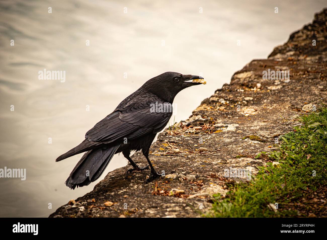 A black crow perched on a concrete ledge next to a body of water Stock ...
