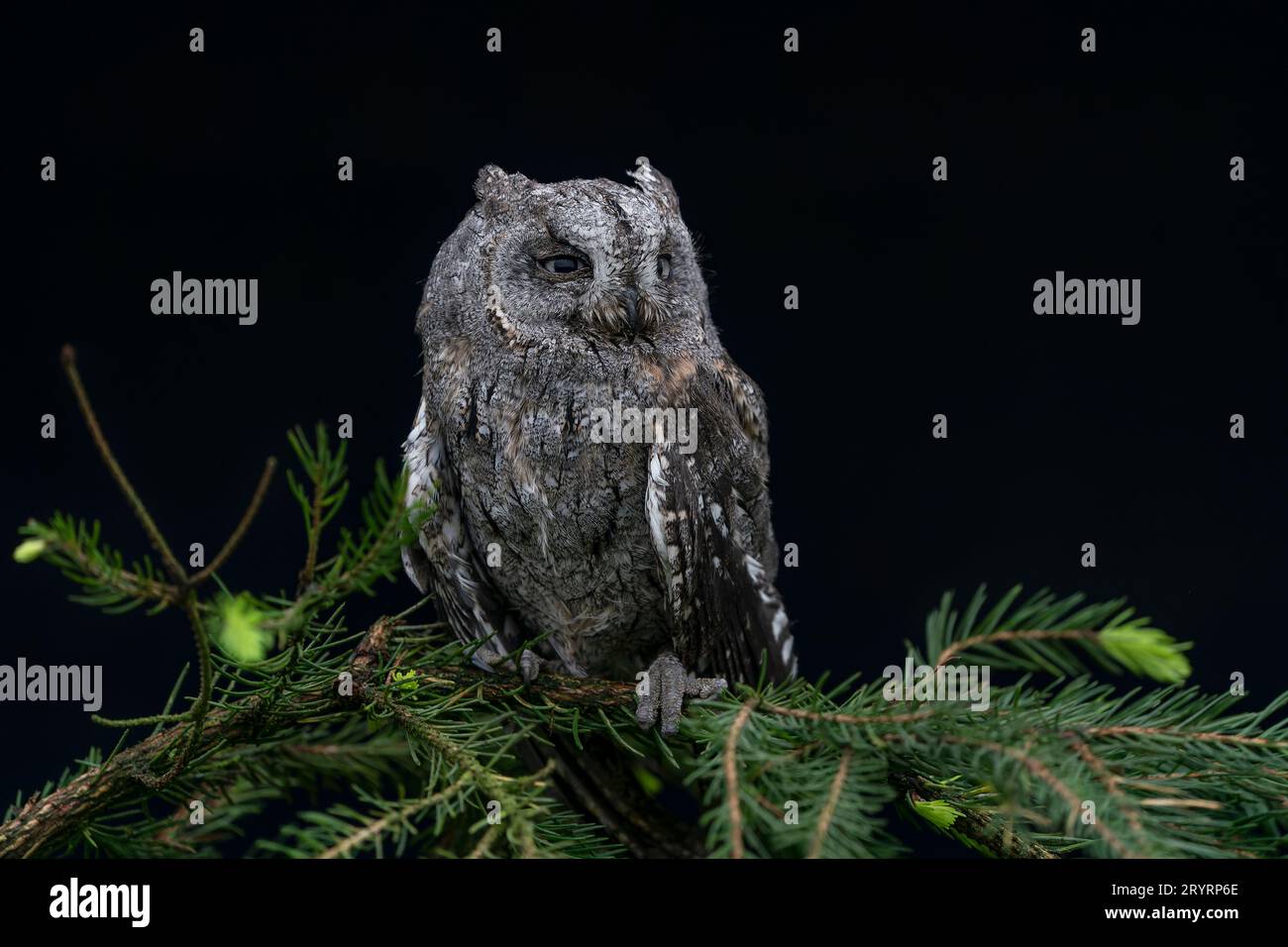 The Eurasian scops owl (Otus scops) or the European scops owl or just ...