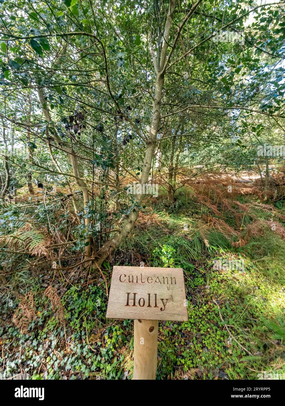 Holly tree and sign explaining it irish and english including ...