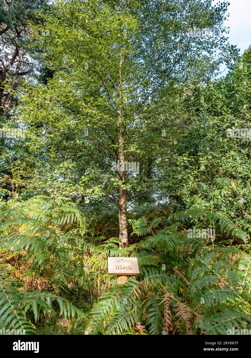 Birch tree and sign explaining it irish and english including ...