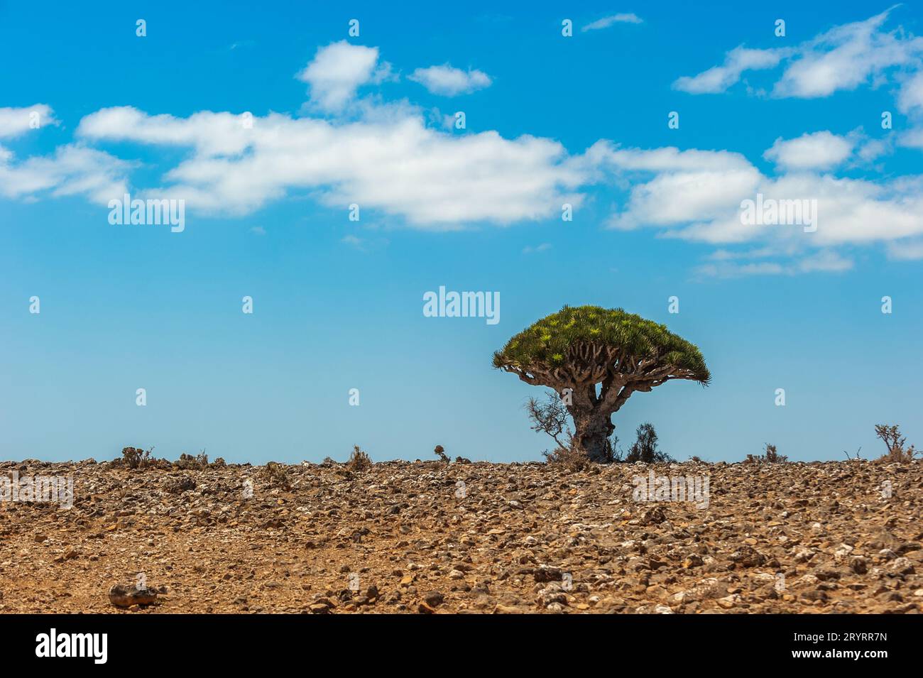 Socotra hi-res stock photography and images - Alamy