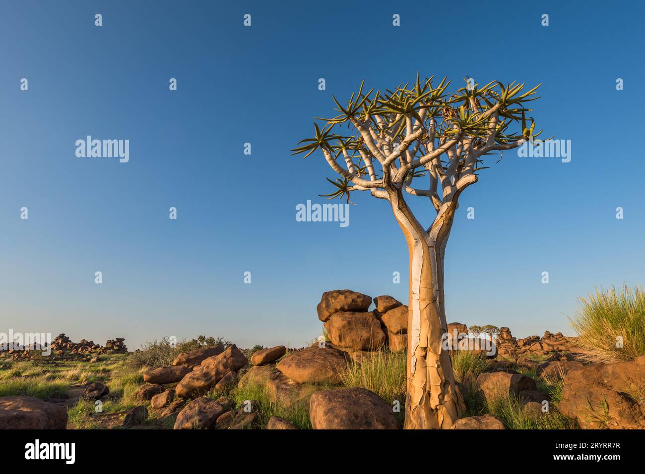 Beautiful quiver tree hi-res stock photography and images - Alamy