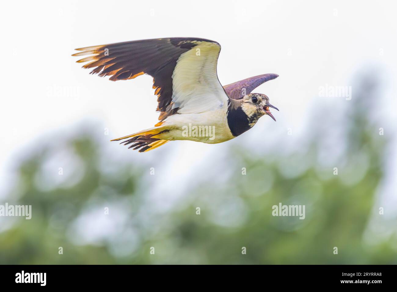 Close up of flying Lapwing, Vanellus vanellus, during sunrise with ...