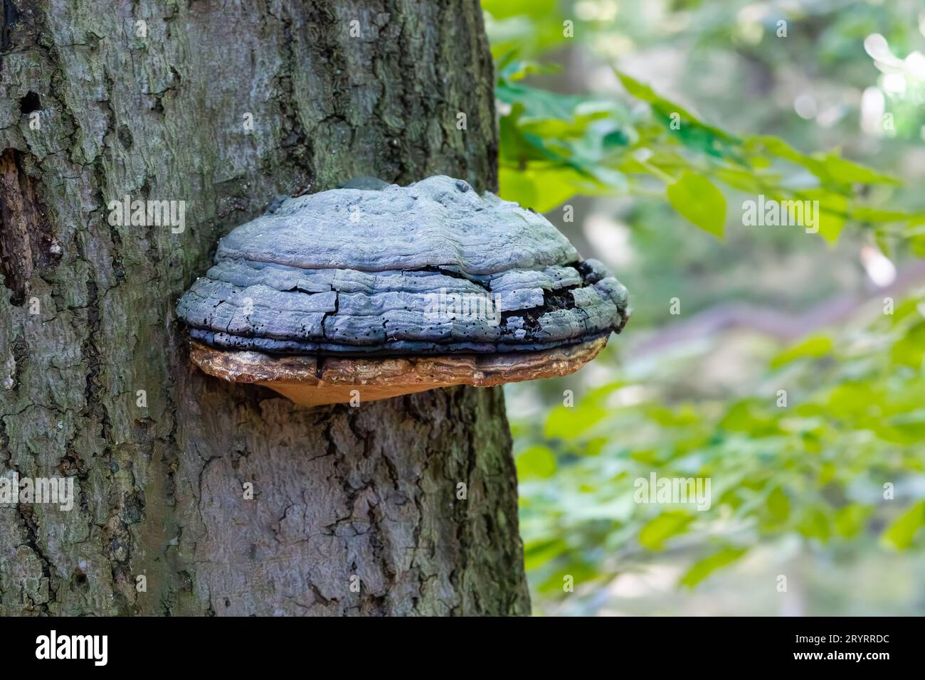 Close up of a Tinder fungus, Fomes fomentarius, on the trunk of a dead ...