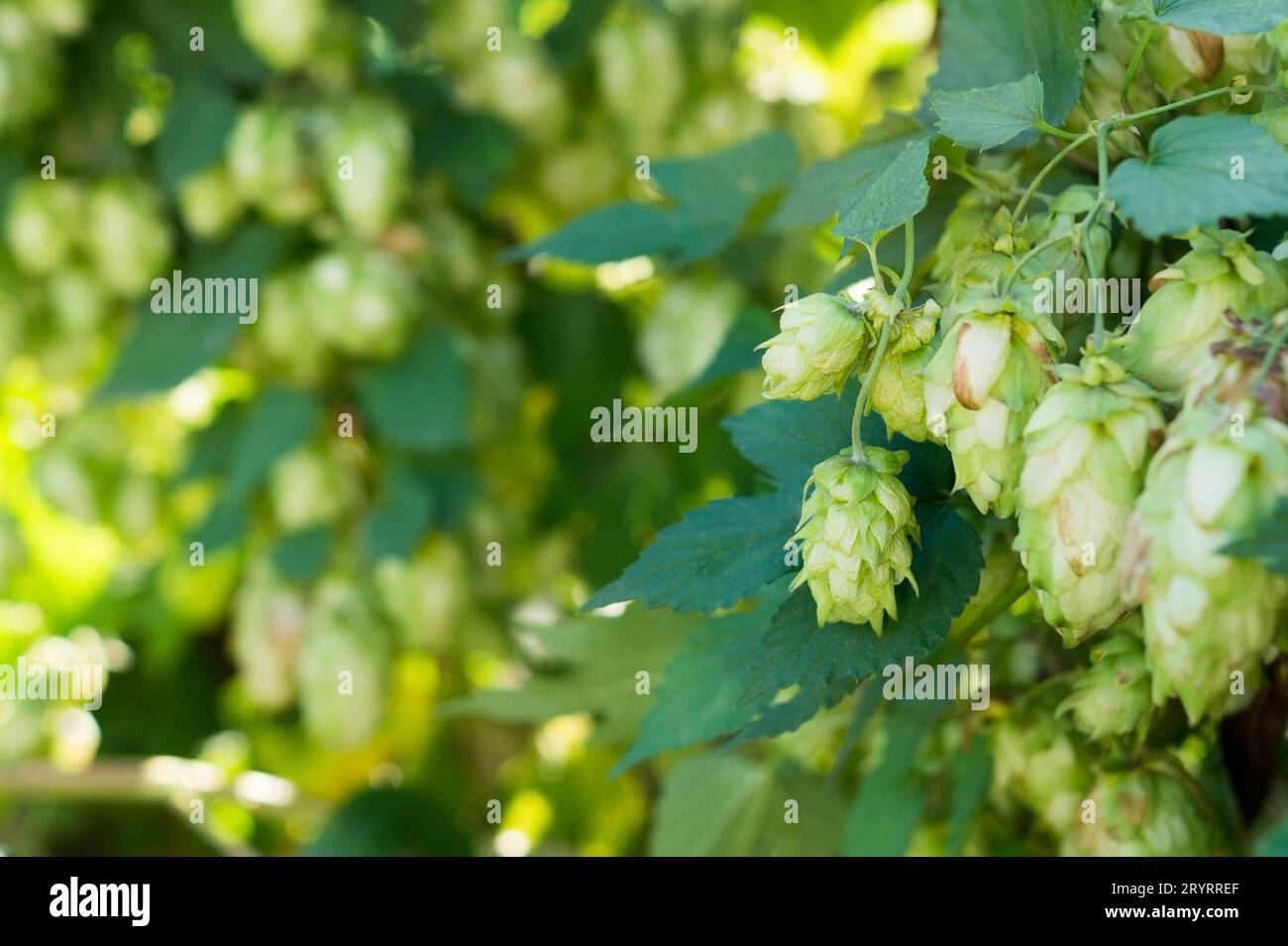 Harvest cones hi-res stock photography and images - Alamy