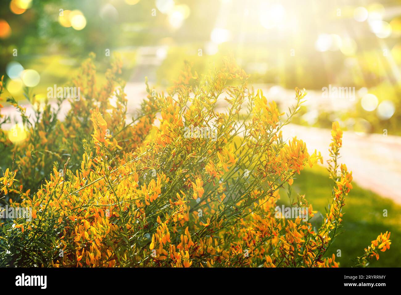 Midsummer gold background with yellow flowers bush, rays of sun and ...