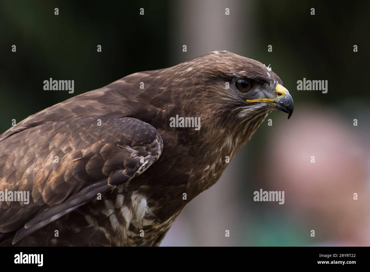 Hawk picture hi-res stock photography and images - Alamy