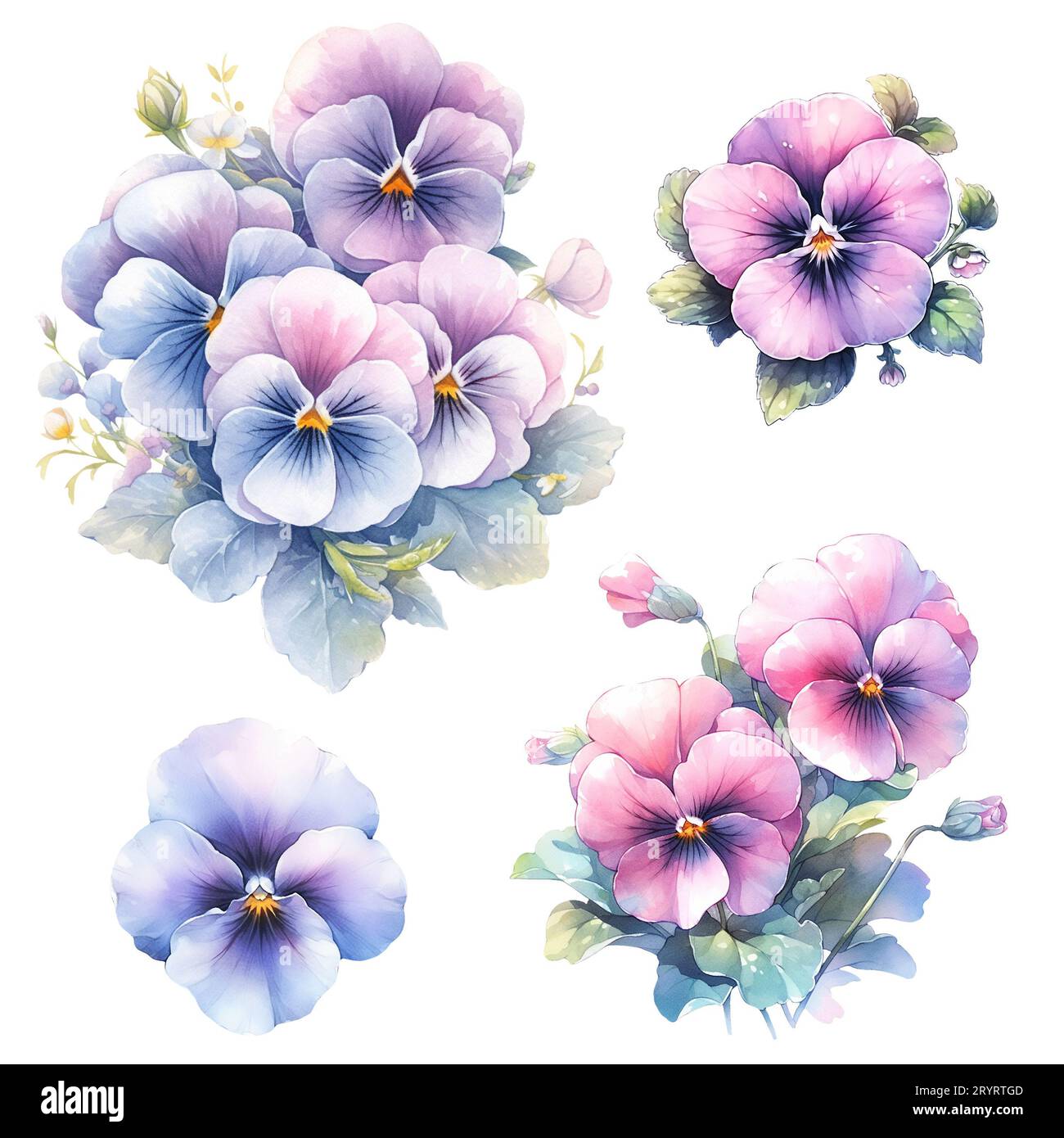 Watercolor set of pansy flowers, multicolored pansies Stock Photo - Alamy