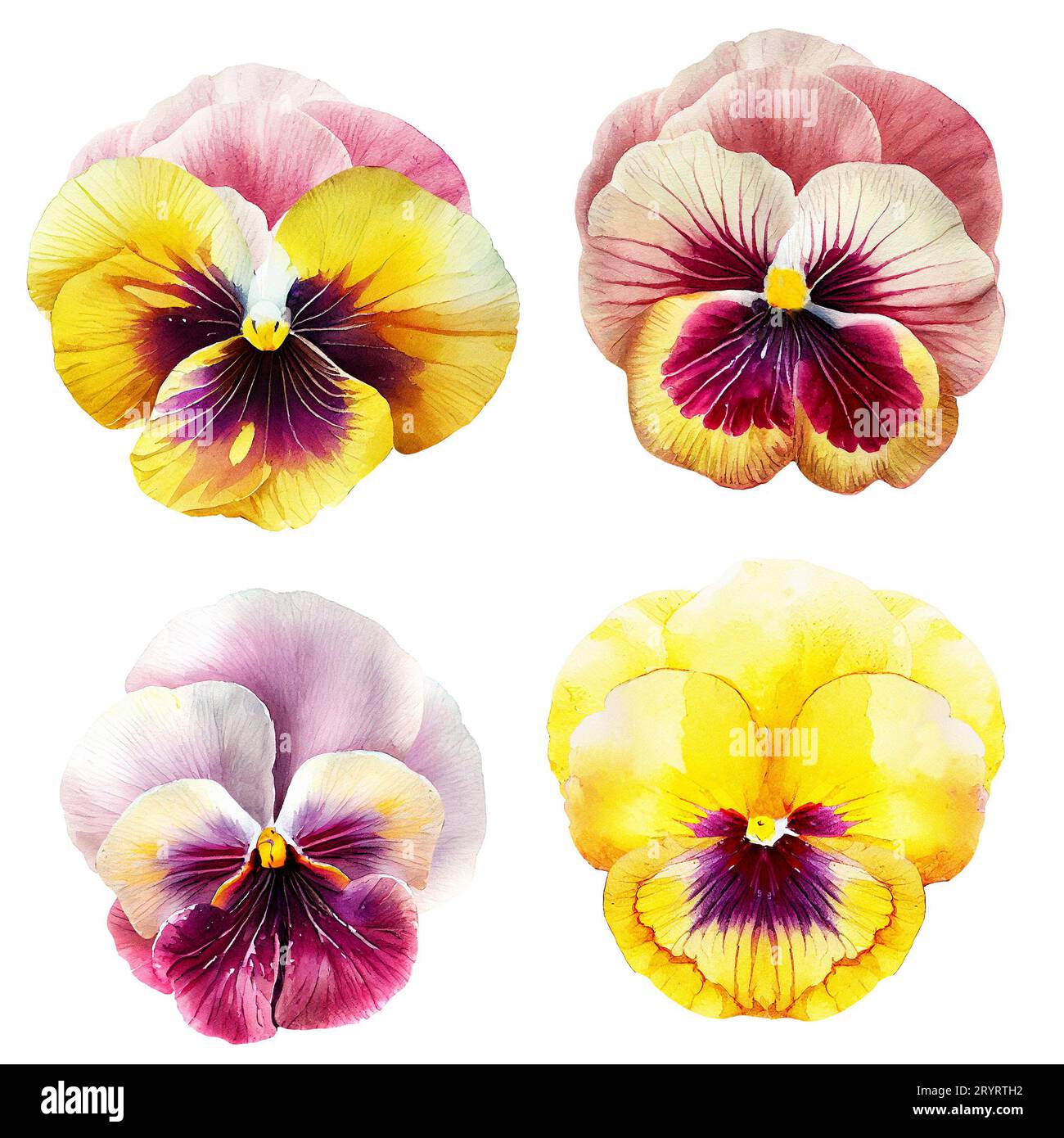 Watercolor set of pansy flowers, multicolored pansies Stock Photo - Alamy