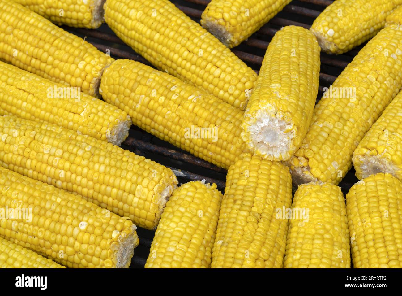 Cooking Corn. A few corn. Maize close-up. Cereal crops concept Stock ...