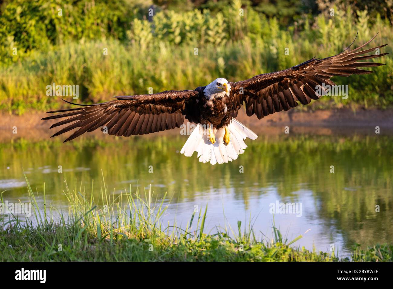 An American Bald Eagle soaring gracefully over a tranquil lake with its wings outstretched Stock ...