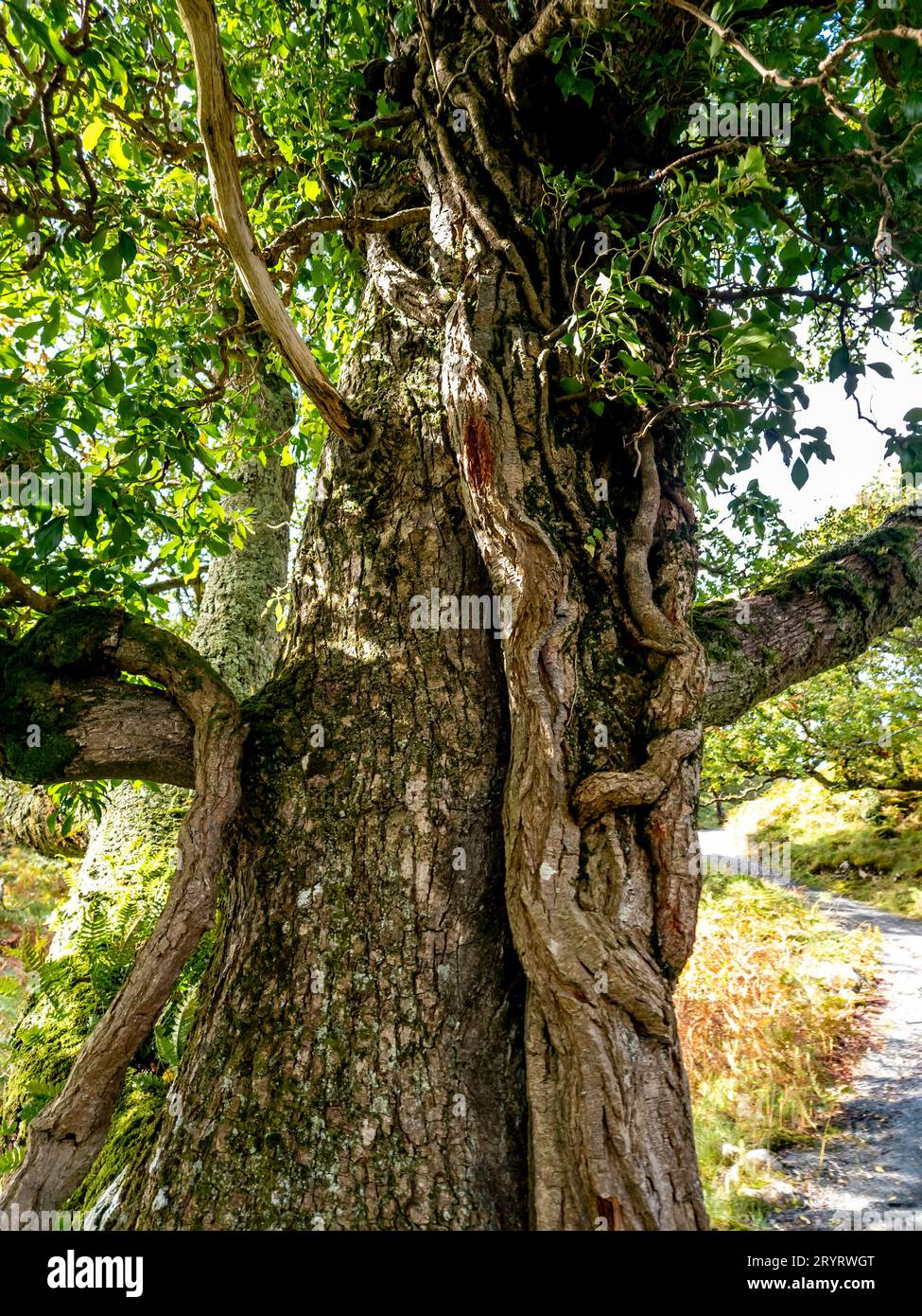 Oak bark ireland hi-res stock photography and images - Alamy