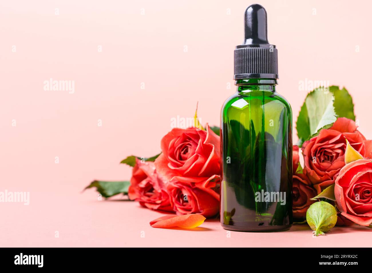 Essence rose oil in a green bottle and a living coral rose Stock Photo ...