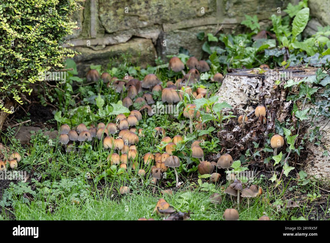 A large crop of toadstools in the corner of a garden plot on a damp ...