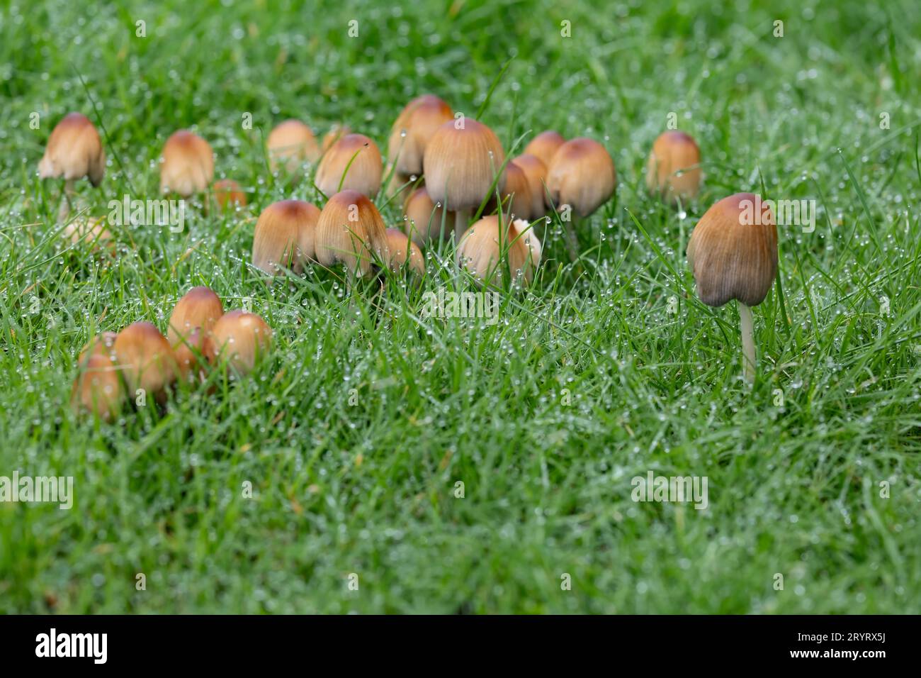 Morning fungi hi-res stock photography and images - Alamy