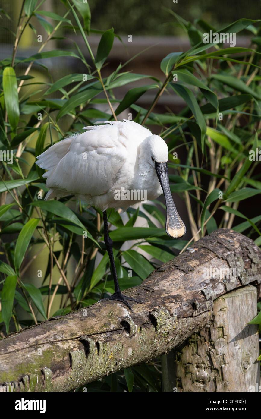 Eats aquatic invertebrates and small fish hi-res stock photography and ...