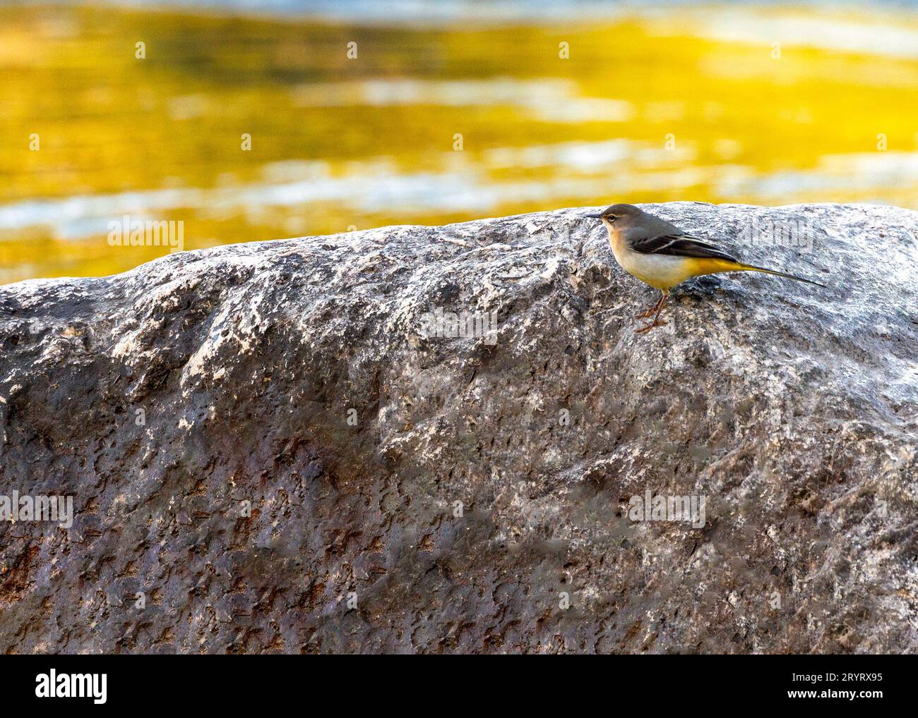 A striking Grey Wagtail (Motacilla cinerea) captured in Dublin, Ireland ...