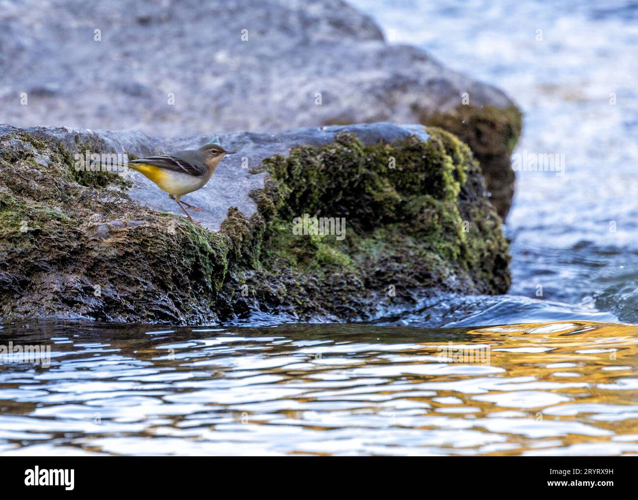 Dublins birdlife hi-res stock photography and images - Alamy