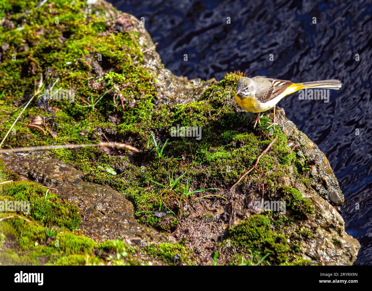 Grey wagtail in dublin hi-res stock photography and images - Alamy