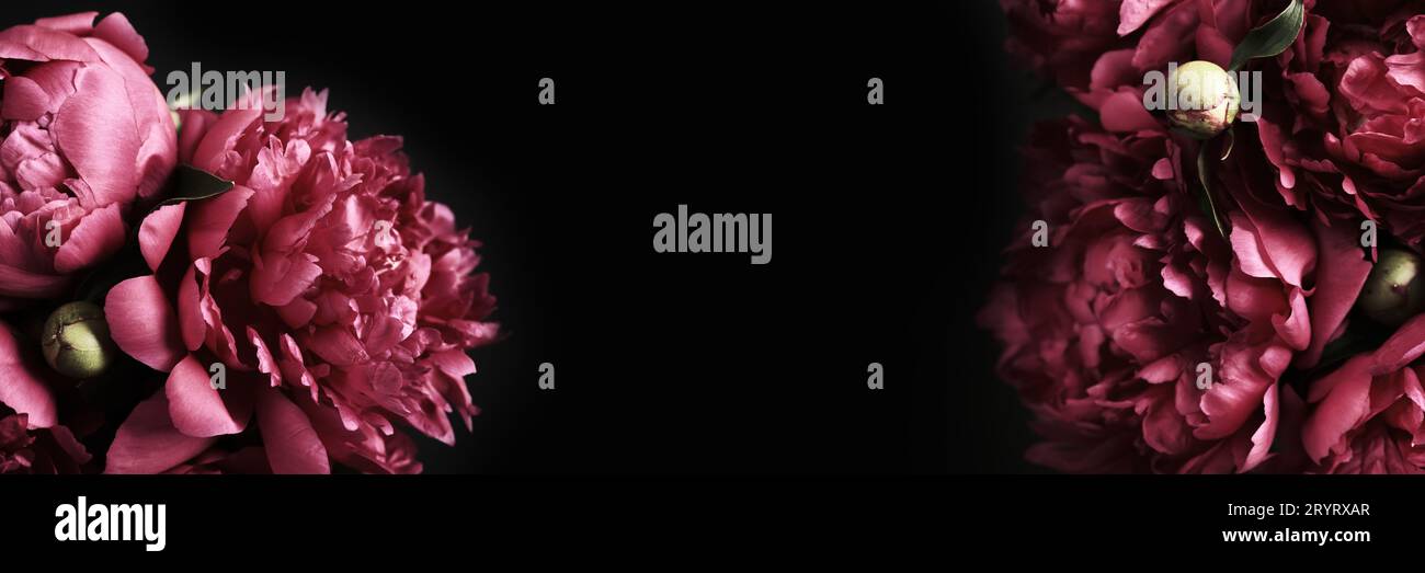 Beautiful purple peonies bouquet on black banner, soft focus. Dark ...