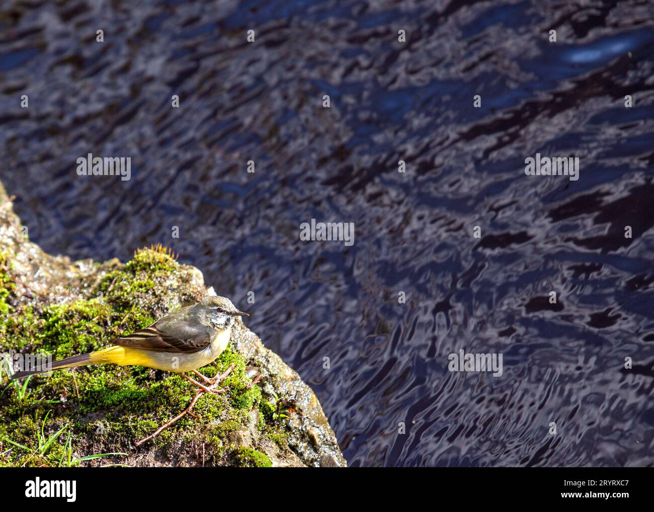 A striking Grey Wagtail (Motacilla cinerea) captured in Dublin, Ireland ...