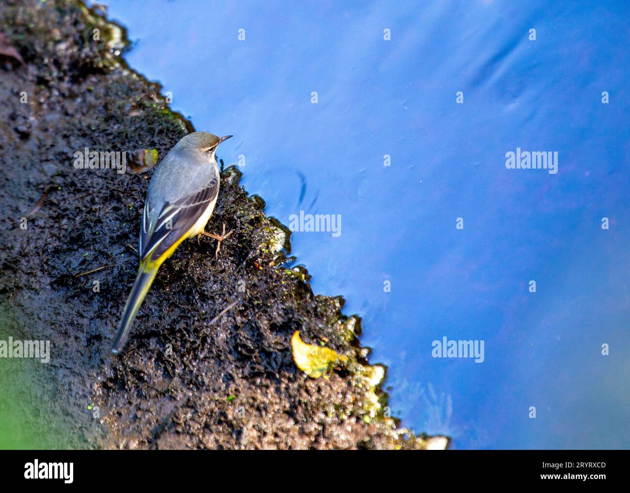 A striking Grey Wagtail (Motacilla cinerea) captured in Dublin, Ireland ...