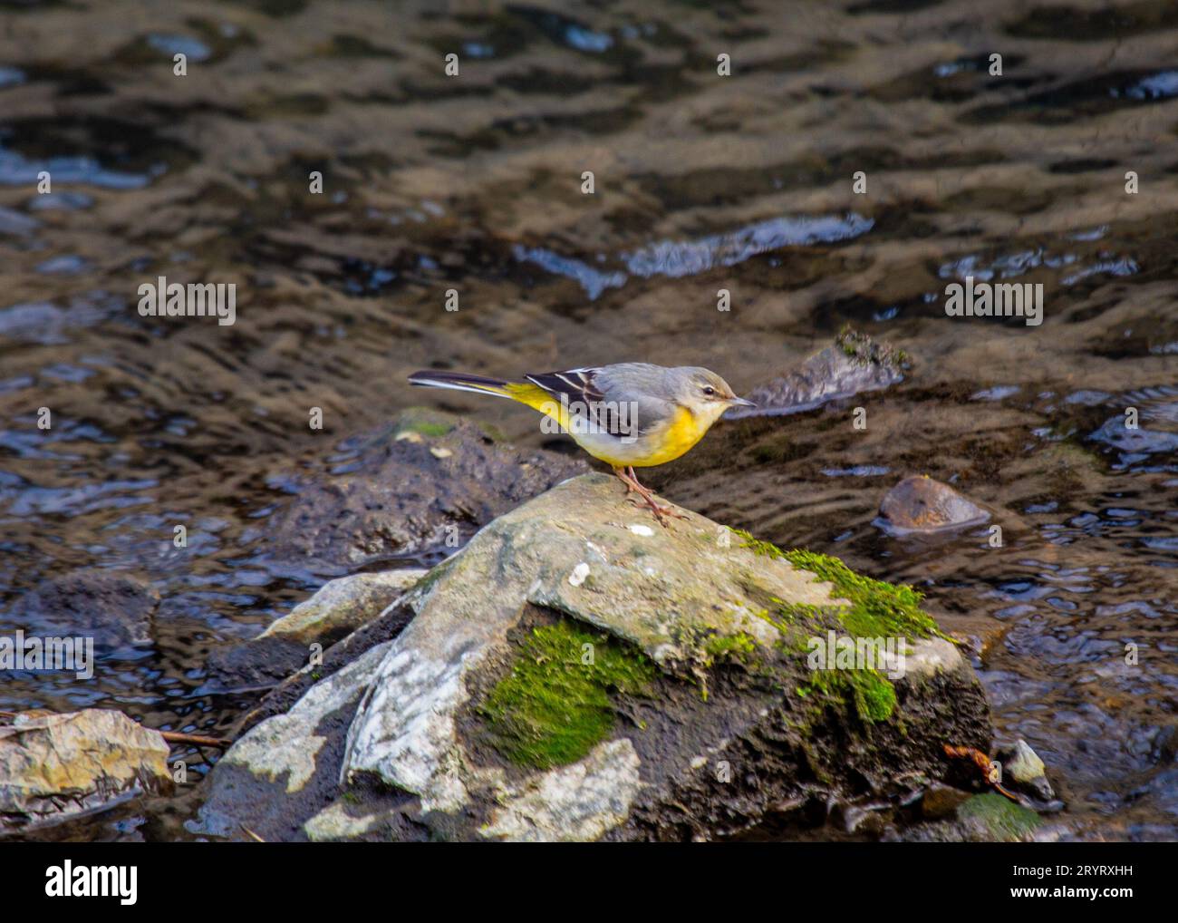A striking Grey Wagtail (Motacilla cinerea) captured in Dublin, Ireland ...