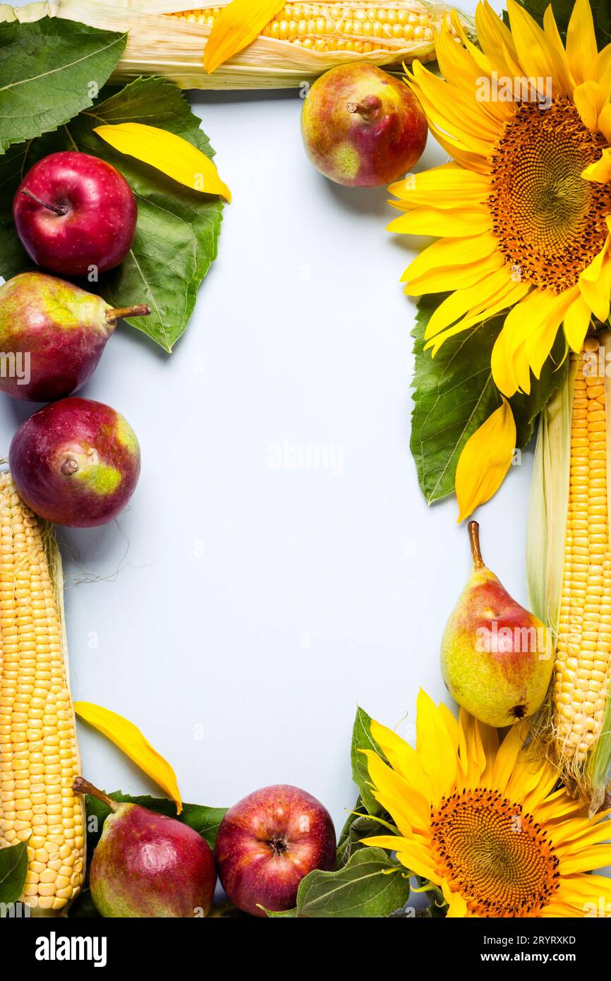 Autumn background. frame made of sunflower, corn and pears Stock Photo ...
