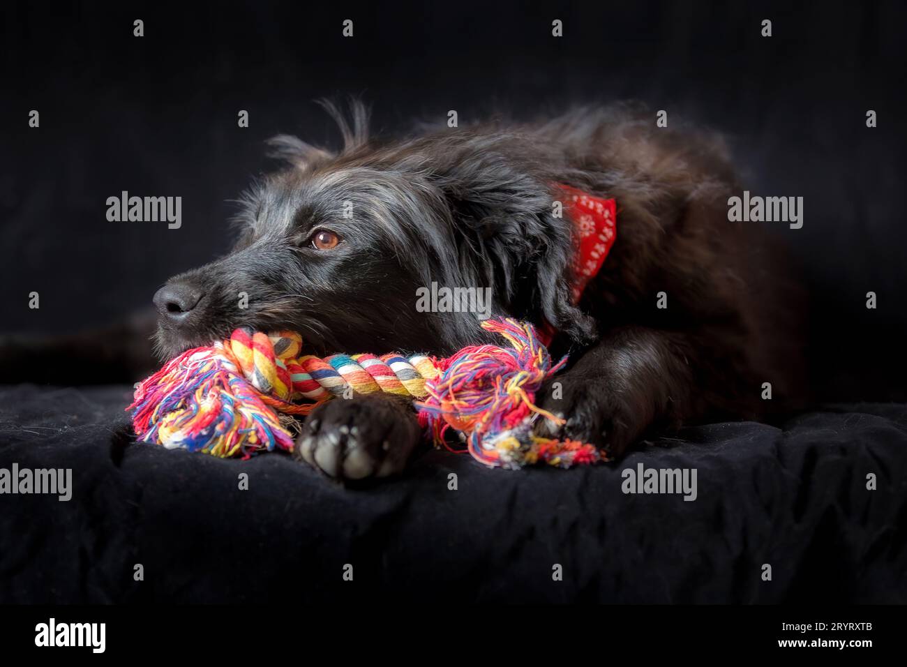 Black dog horizontal portrait hi-res stock photography and images - Alamy